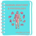 Human Anatomy and Physiology Notes - Dpharm 1st year