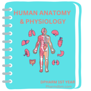 Human Anatomy and Physiology Notes - Dpharm 1st year
